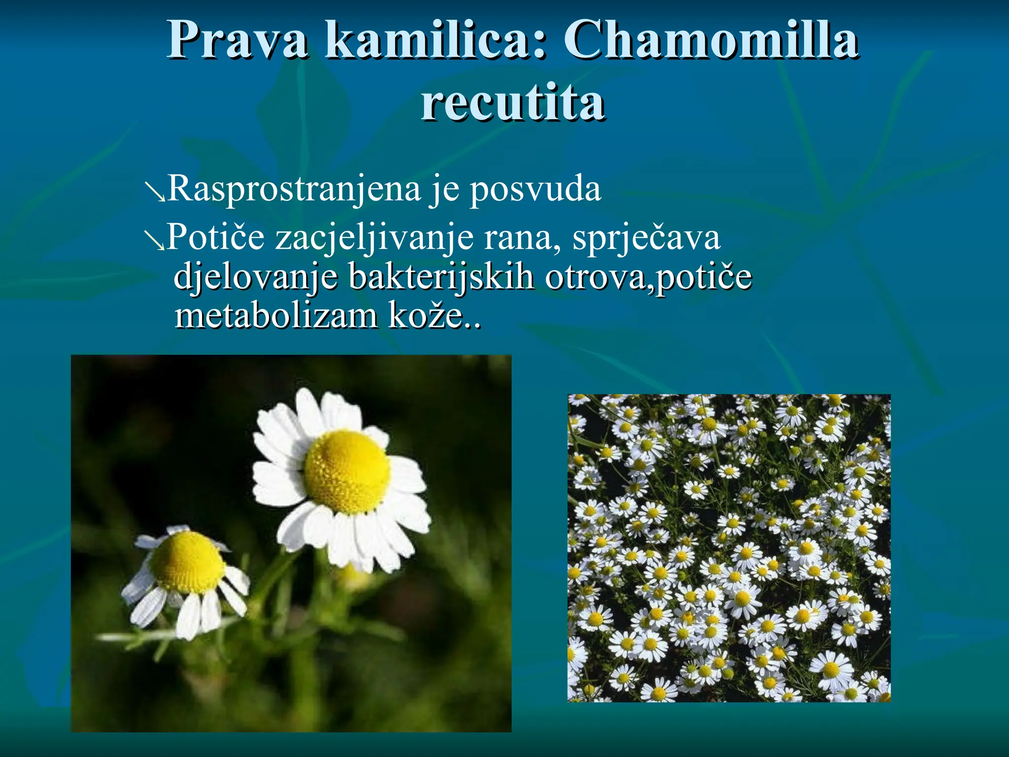 ljekovito bilje-.pptx