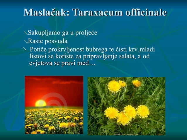 ljekovito bilje-.pptx