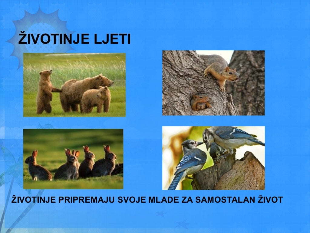 Ljeto - priroda ljeti