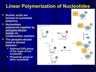 Structure and function of dna | PPT