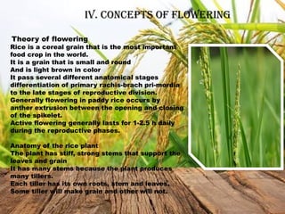Rice presentation from sidling to harvest stage.pptx