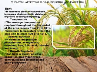 Rice presentation from sidling to harvest stage.pptx