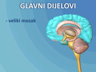 Ljudski mozak-Human brain-by Katarina Bukarica-Zadar-Croatia | PPTX
