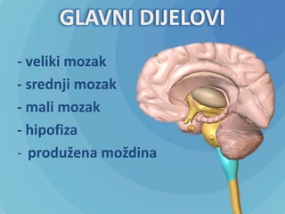 Ljudski mozak-Human brain-by Katarina Bukarica-Zadar-Croatia | PPT