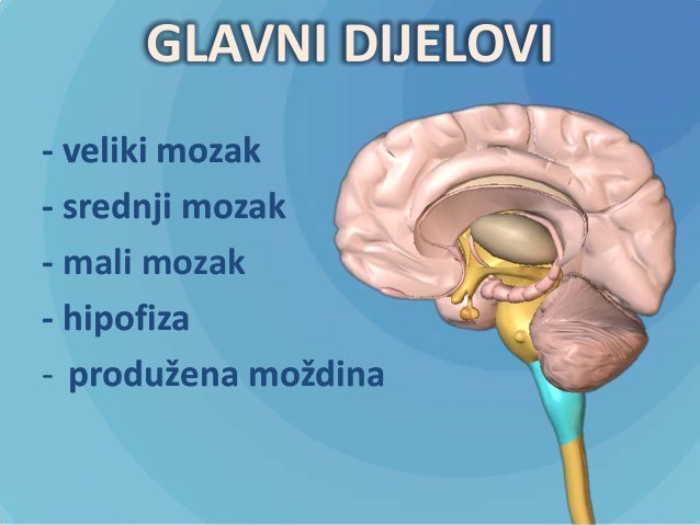 Ljudski mozak-Human brain-by Katarina Bukarica-Zadar-Croatia