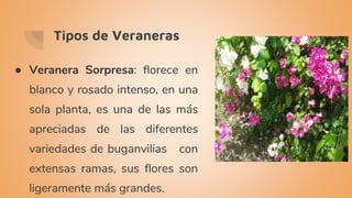 Veraneras | PPTX