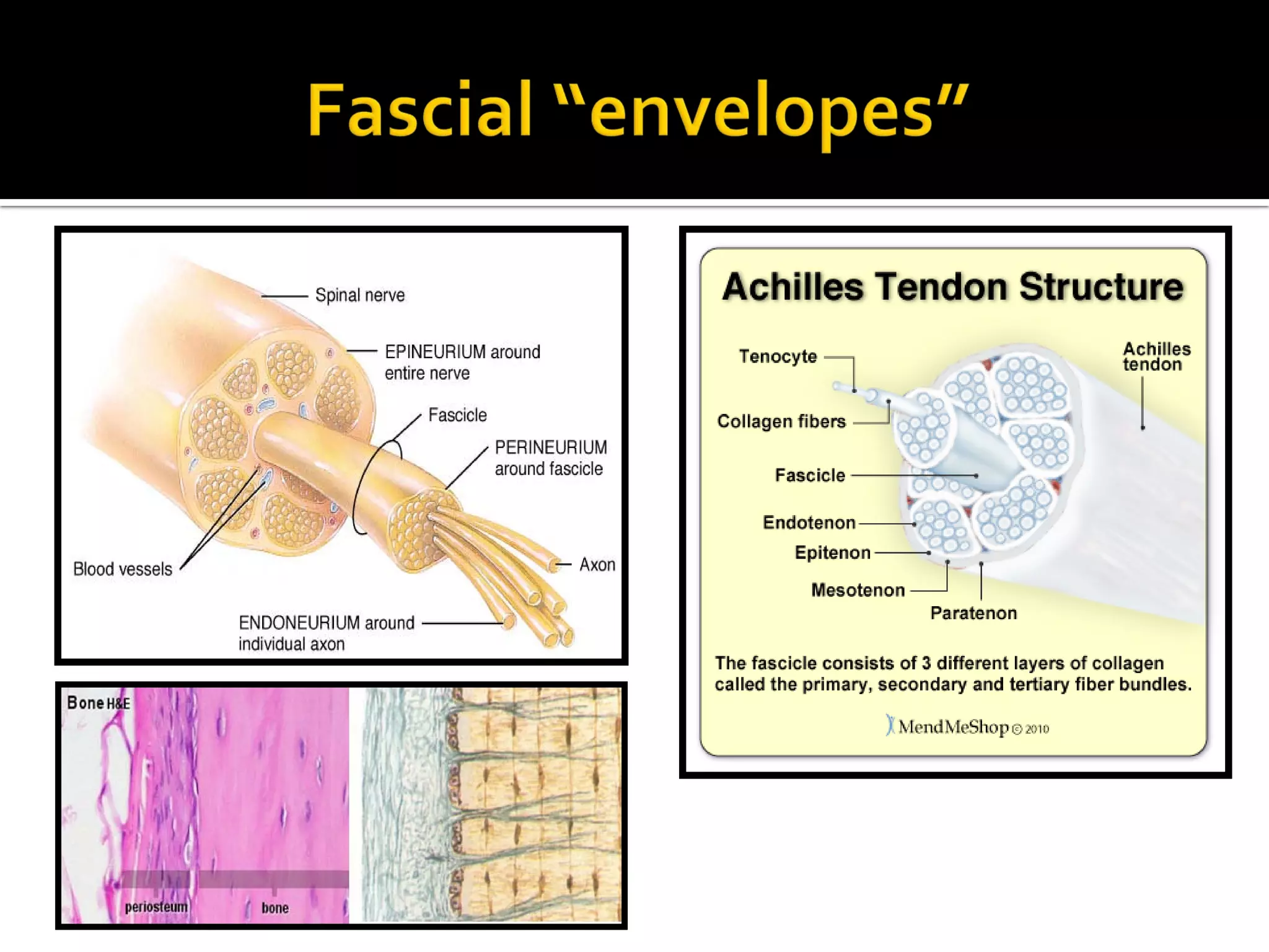 Fascial Manipulation | PDF