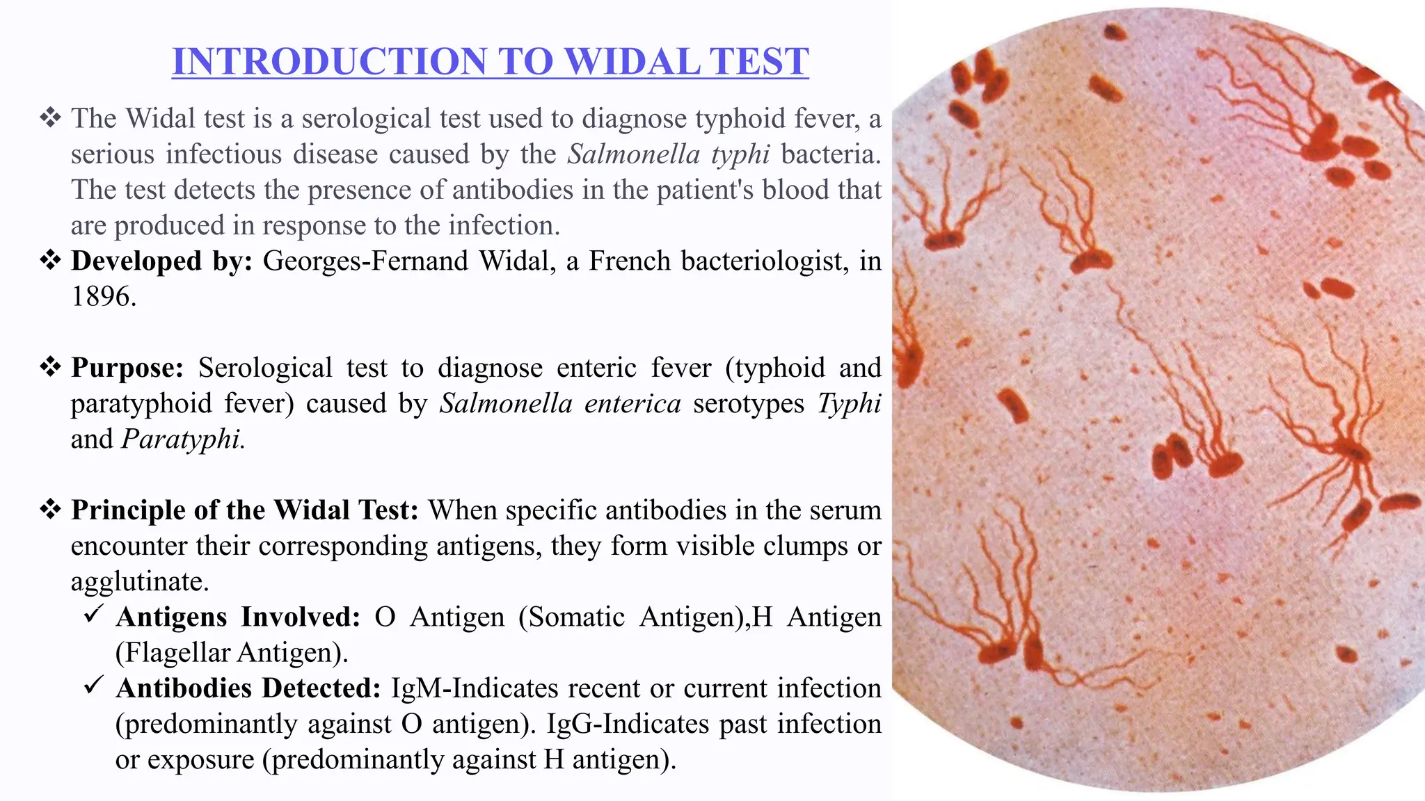 Widal Agglutination Test:A rapid serological diagnosis of typhoid fever ...