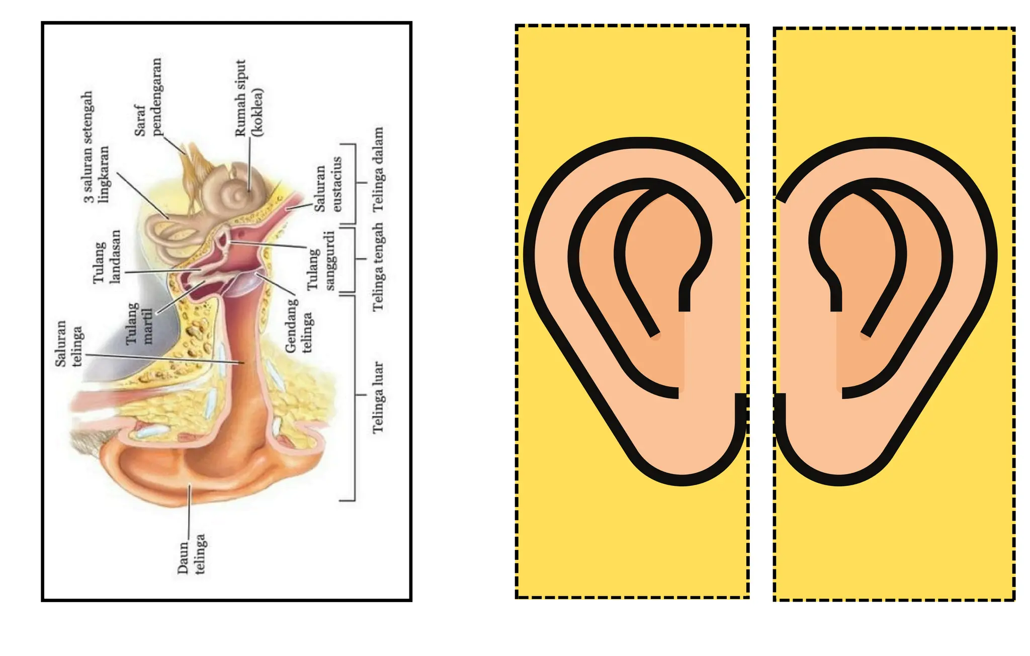 LKPD Bagian Telinga dan Proses Mendengar.pdf