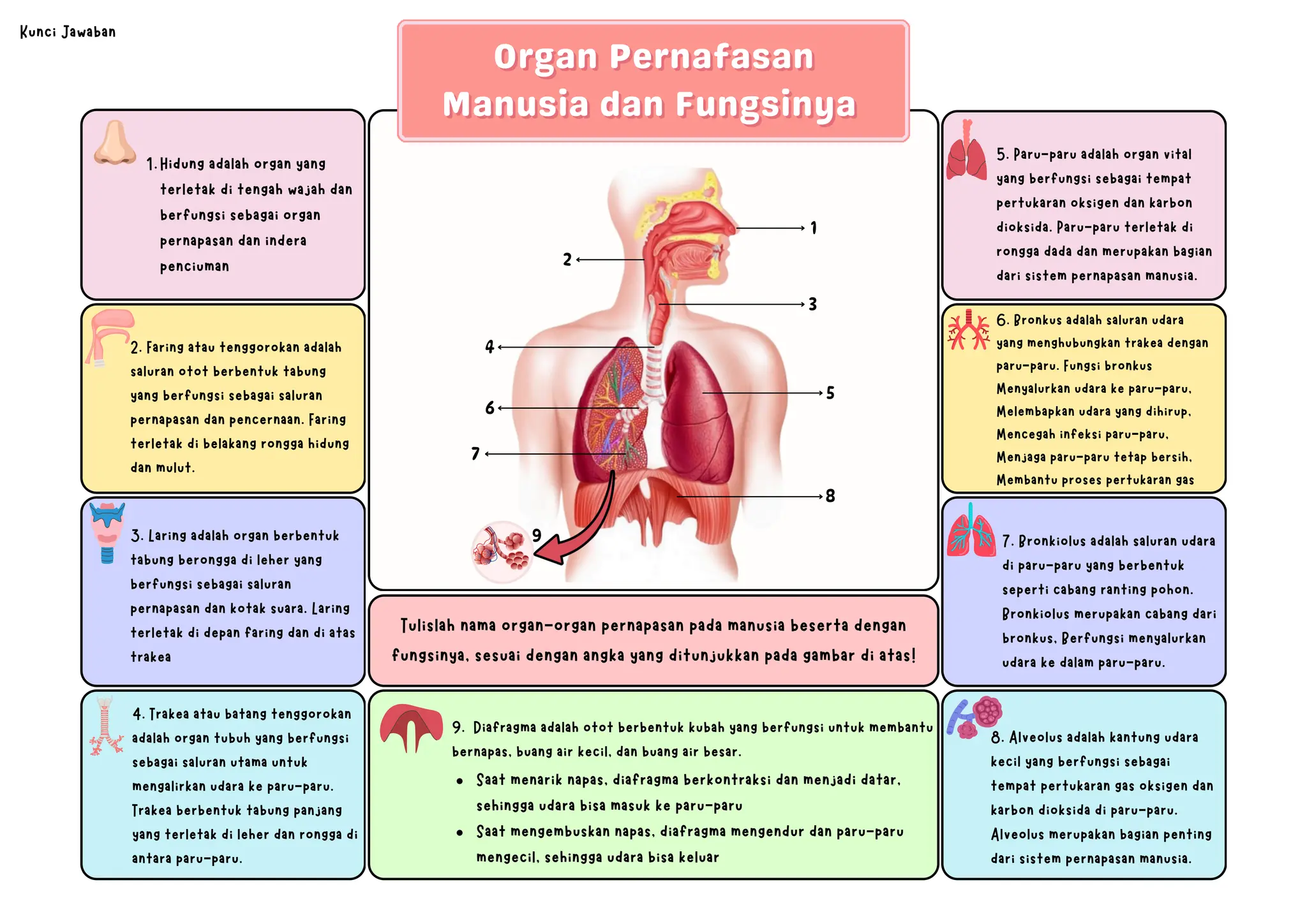LKPD IPAS Sistem Pernafasan kelas 5 kurikulum merdeka.pdf