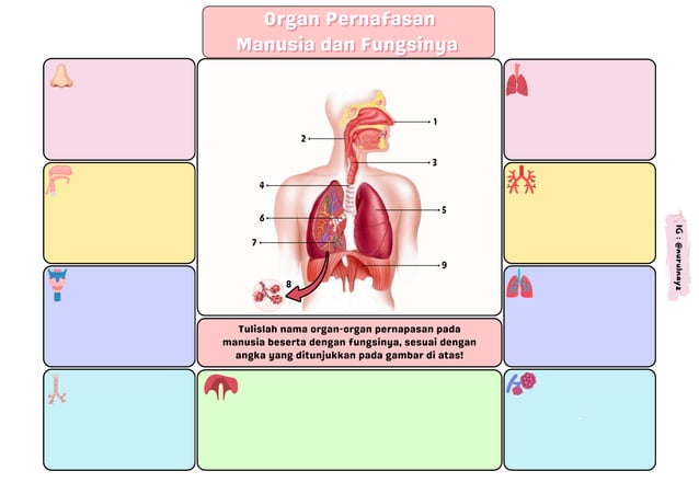 LKPD IPAS Sistem Pernafasan kelas 5 kurikulum merdeka.pdf