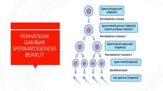 LKPD SPREMATOGENESIS DAN OOGENESISI.pptx