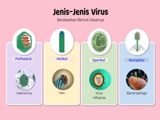 LKPD VIRUS XDDDDDDDDDDDDDDDDDDDDDDD.pptx