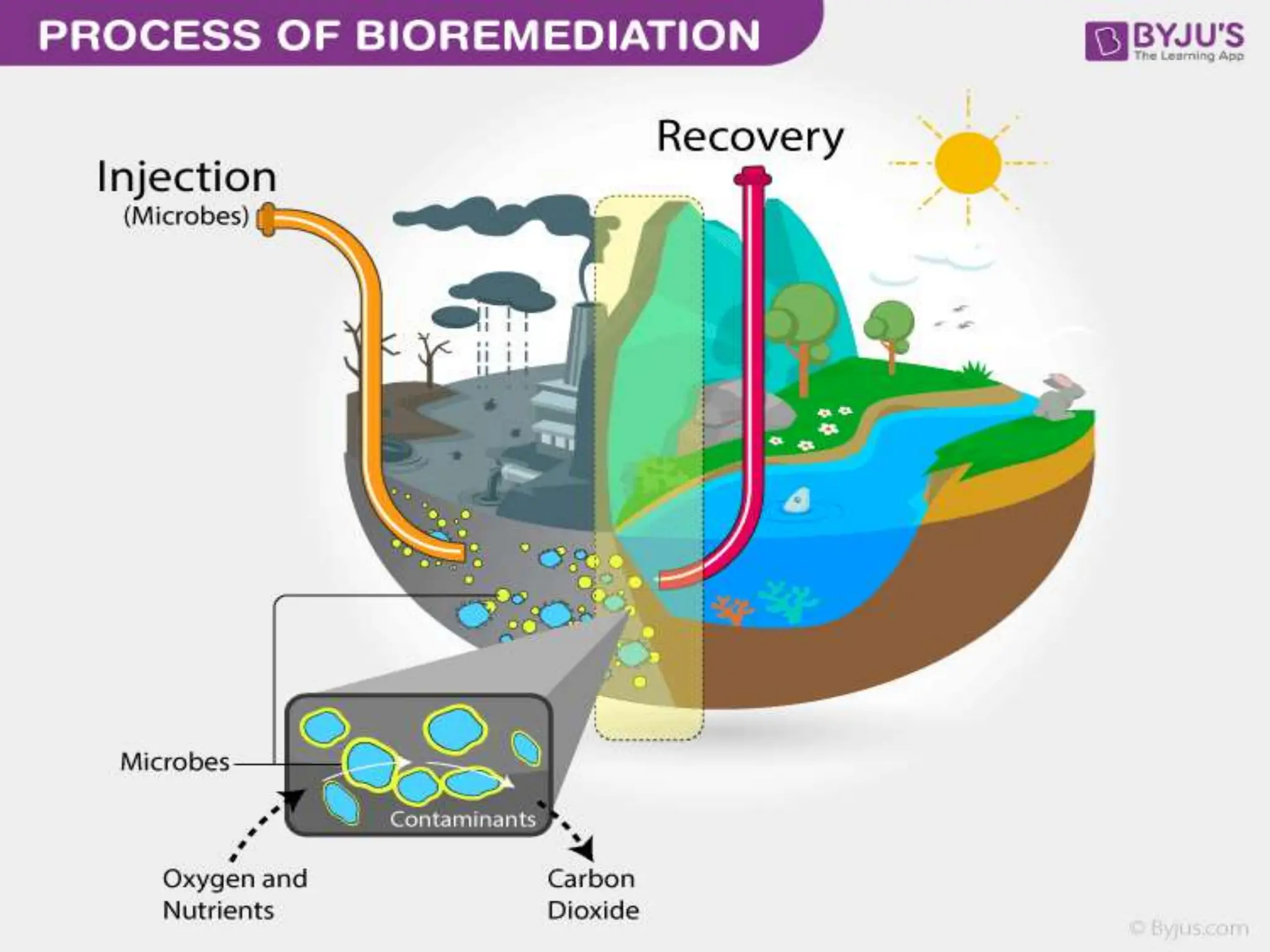 The Role of Microorganism in Bioremediation | PPT