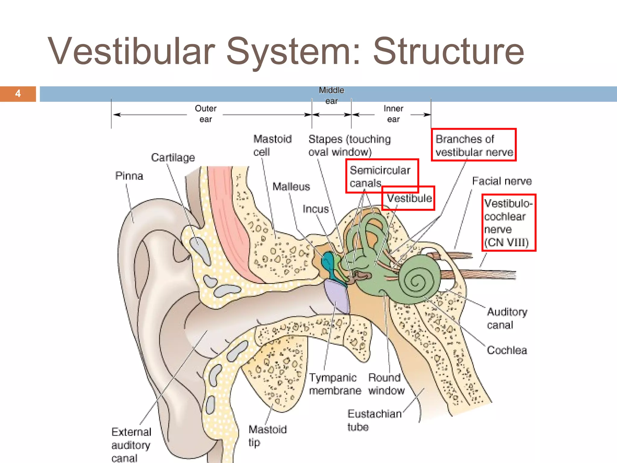The Vestibular System | PPT