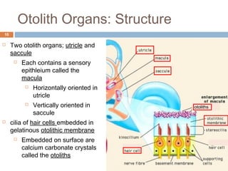 The Vestibular System | PPT