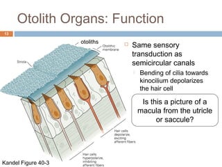 The Vestibular System | PPT