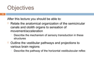 The Vestibular System | PPT