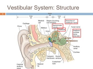 The Vestibular System | PPT