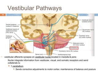 Vestibular Nerve Pathway
