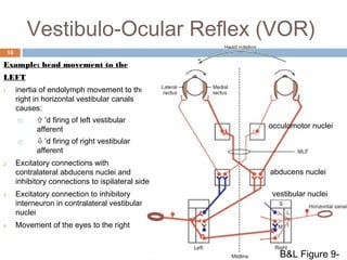 Vestibulo Ocular Reflex Animation