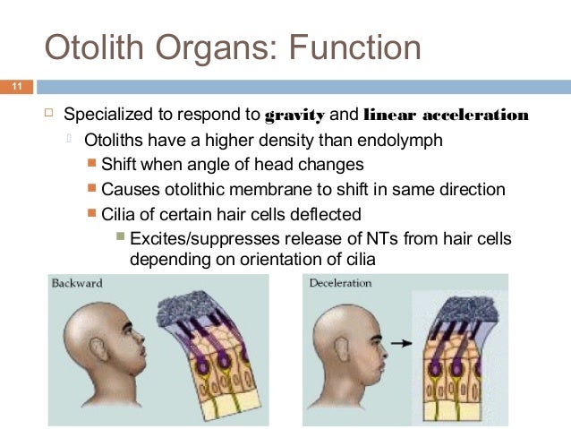 The Vestibular System