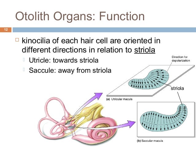 The Vestibular System