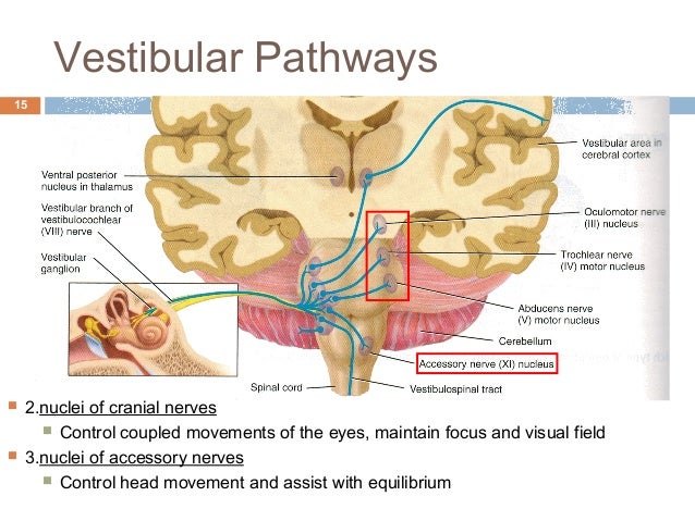 The Vestibular System