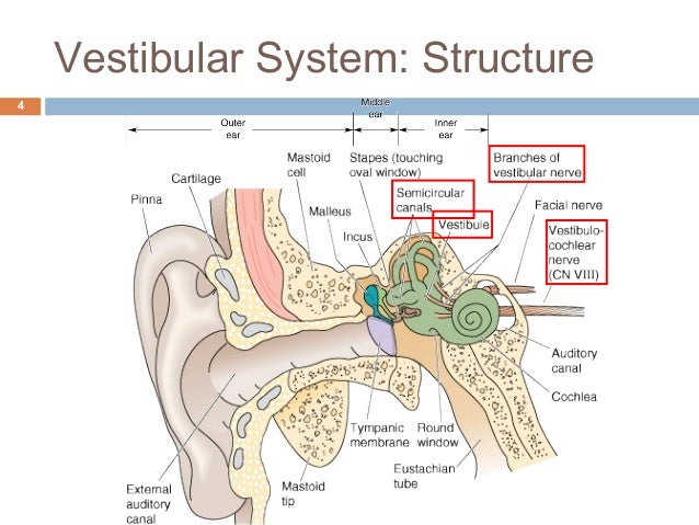 The Vestibular System The Vestibular System