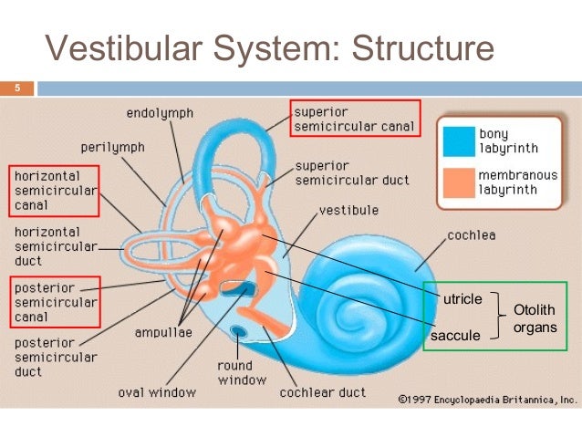 The Vestibular System The Vestibular System