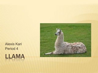 Llama | PPT