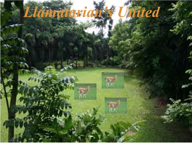 Llama Power Point 1 | PDF