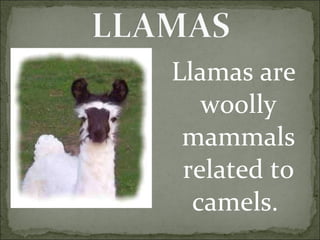 Llamas | PPT | Cats | Pets