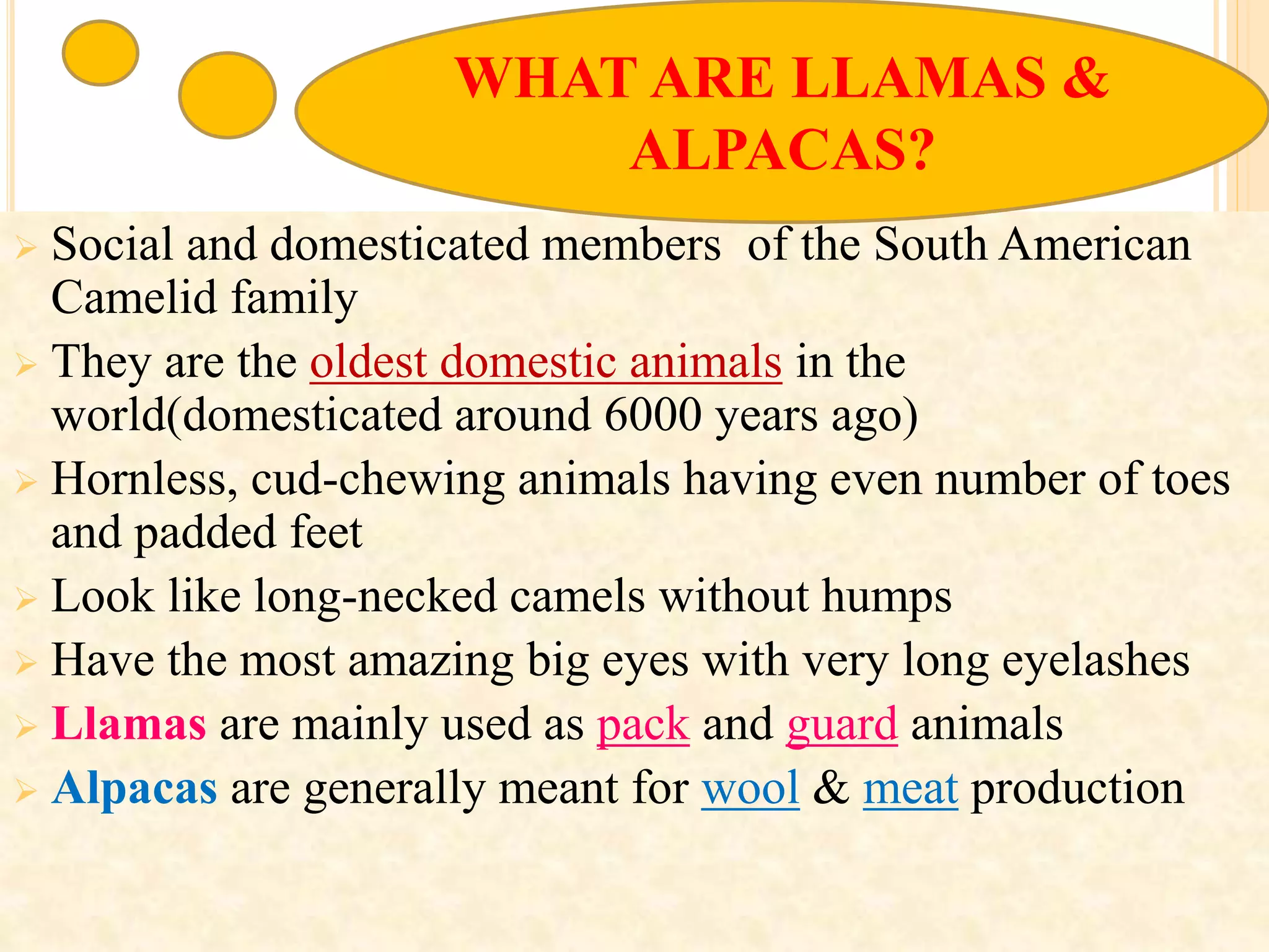 Llamas and alpacas new version | PPTX