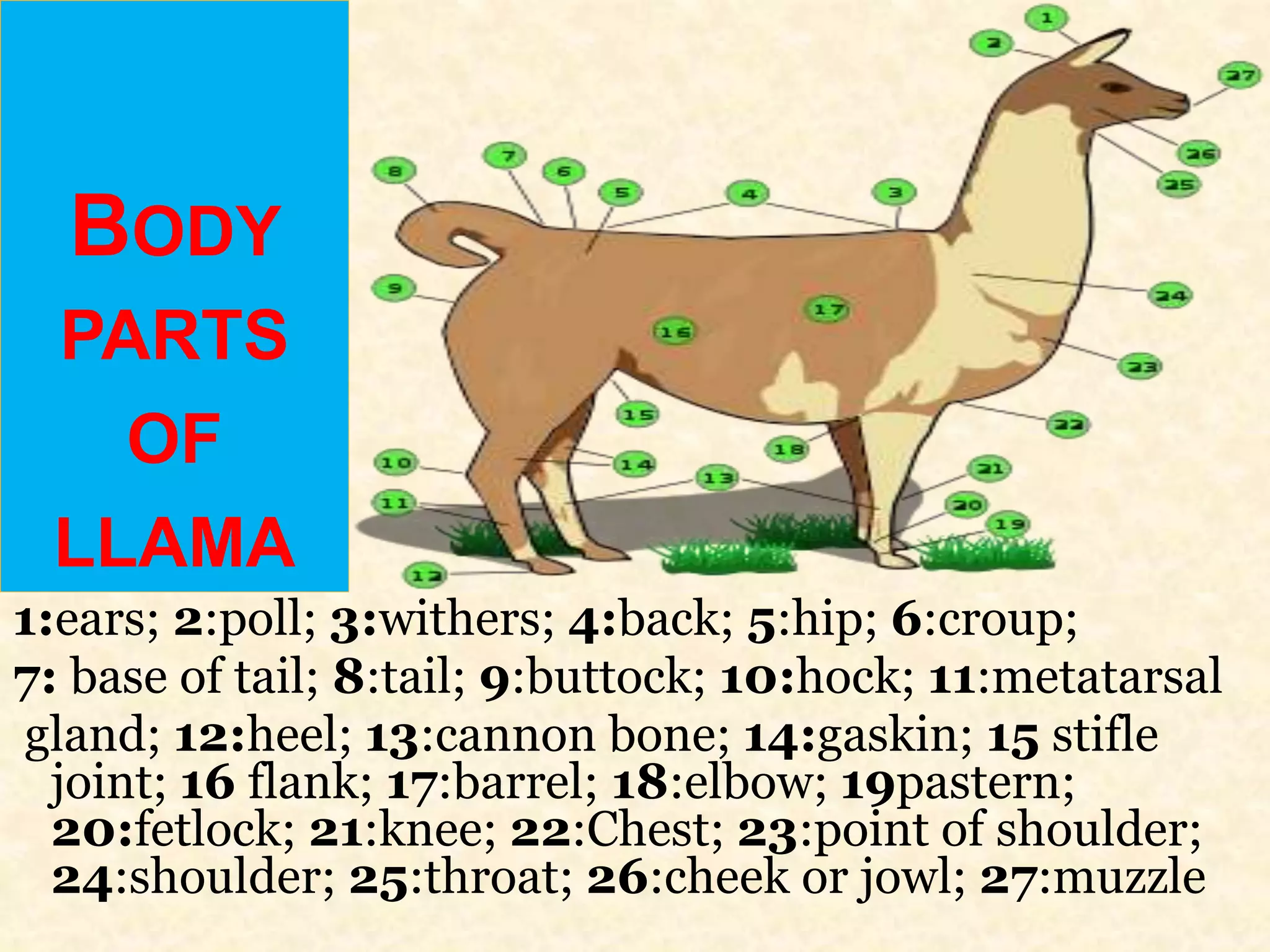 Llamas and alpacas new version | PPTX