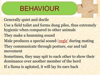 Llamas and alpacas new version | PPTX | Dogs | Pets