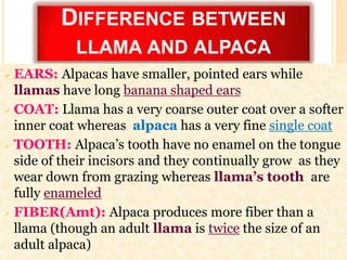 Llamas and alpacas new version | PPTX