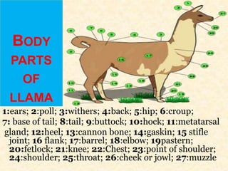 Llamas and alpacas new version | PPTX
