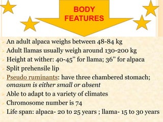Llamas and alpacas new version | PPTX
