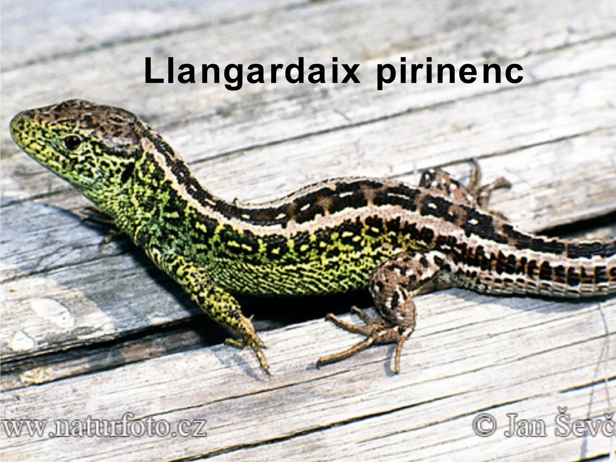 Llangardaix pirinenc | PPT