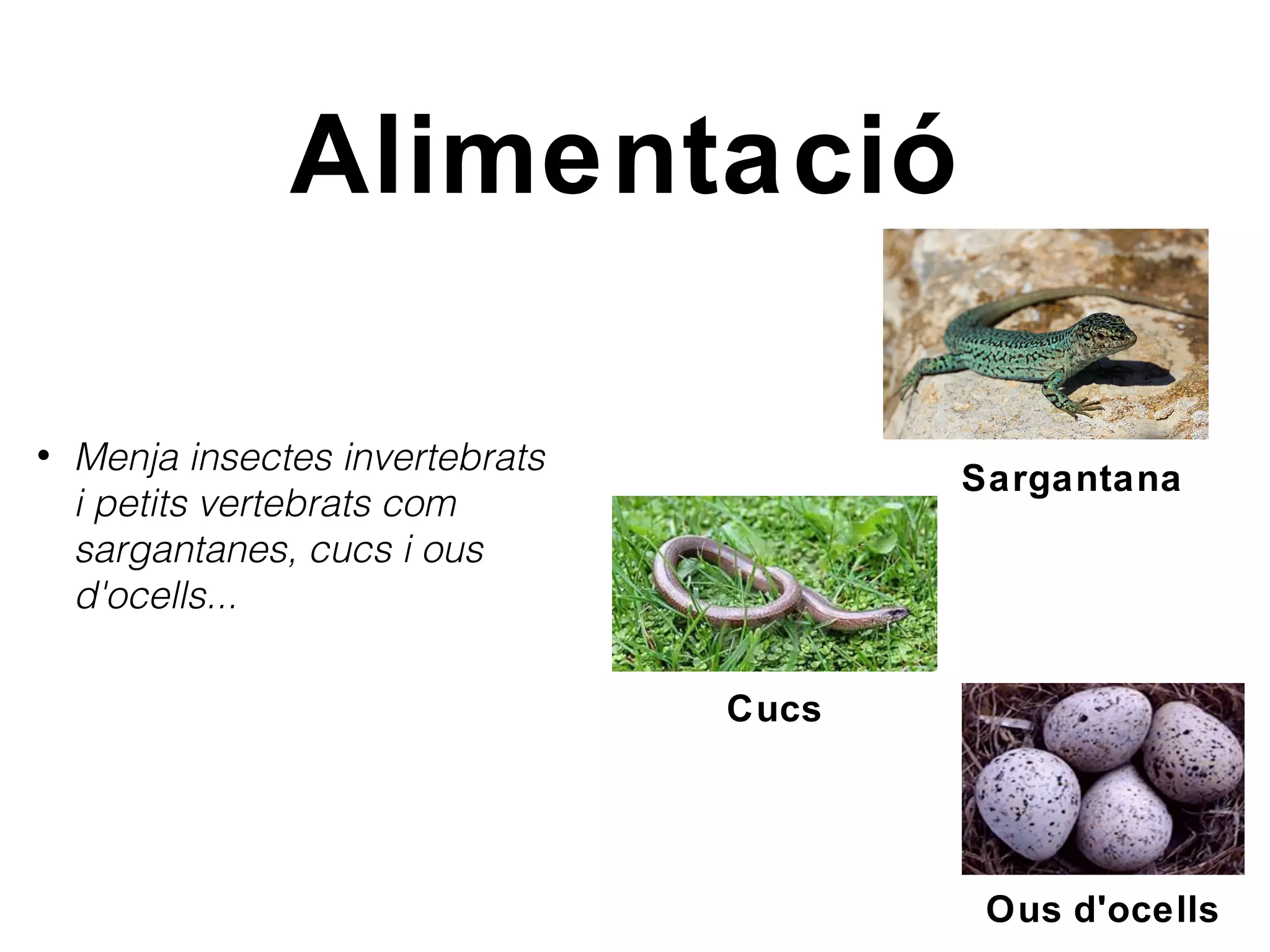 Llangardaix pirinenc | PPT