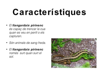 Llangardaix pirinenc | PPT