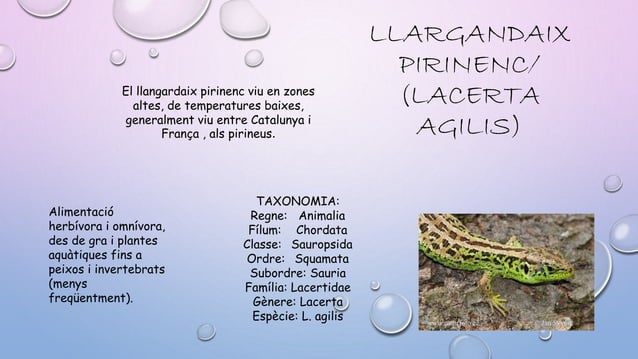 Llargandaix pirinenc | PPTX