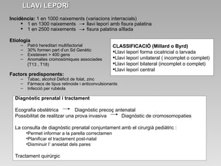 Llavi leporí catalana ecos | PPT