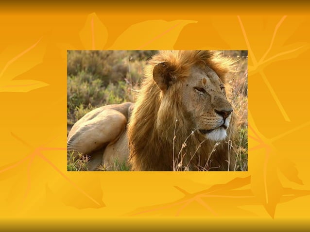 El Lleó - El Carnaval Dels Animals | PPS