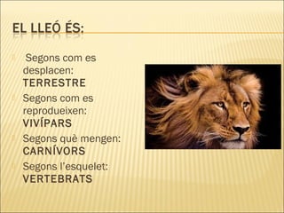 El Lleó | PPT
