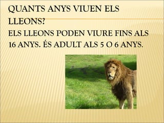 El Lleó | PPT