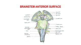 NEUROANATOMY - BRAINSTEM | PPTX