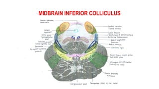 NEUROANATOMY - BRAINSTEM | PPTX