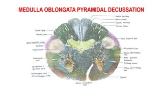 NEUROANATOMY - BRAINSTEM | PPTX